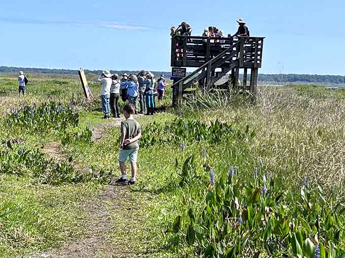 The observation platform offers front-row seats to nature's greatest show, no ticket required, popcorn optional but recommended.