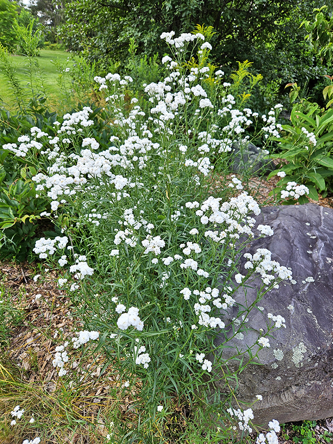 Pearl yarrow stands like miniature galaxies against the green backdrop &ndash; proving that sometimes the most impressive constellations are found at ground level.