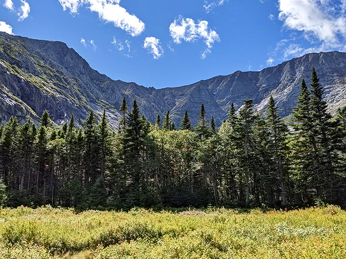 These evergreens don't just stand tall; they've been holding court in Maine's wilderness for centuries.