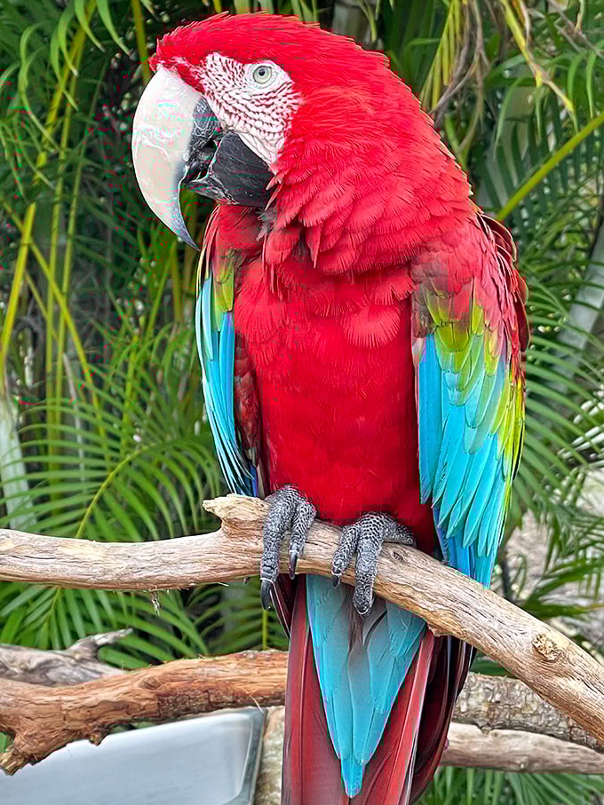 This scarlet macaw isn't just showing off its rainbow plumage &ndash; it's reminding us who the real tropical fashion icon is.