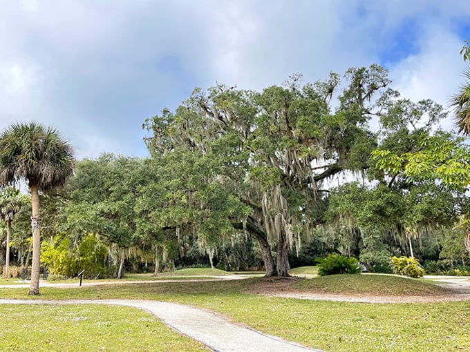 Sunlight dapples through ancient oaks, creating nature's own stained glass effect on this peaceful walking trail.