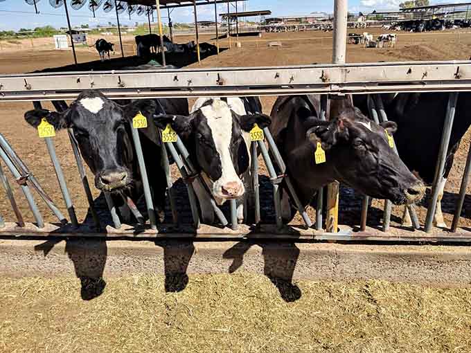 These dairy cows line up for feeding time with the precision of a Broadway chorus line, minus the jazz hands.