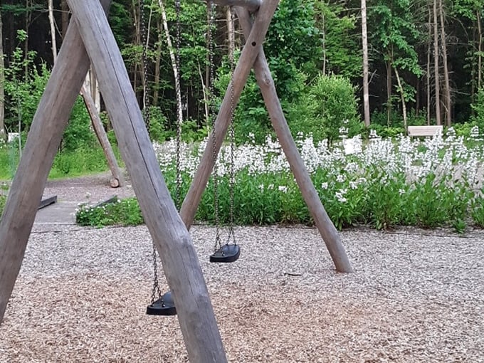 Simple pleasures reign supreme at these rustic swings, where childhood joy meets Vermont's pristine forest backdrop.