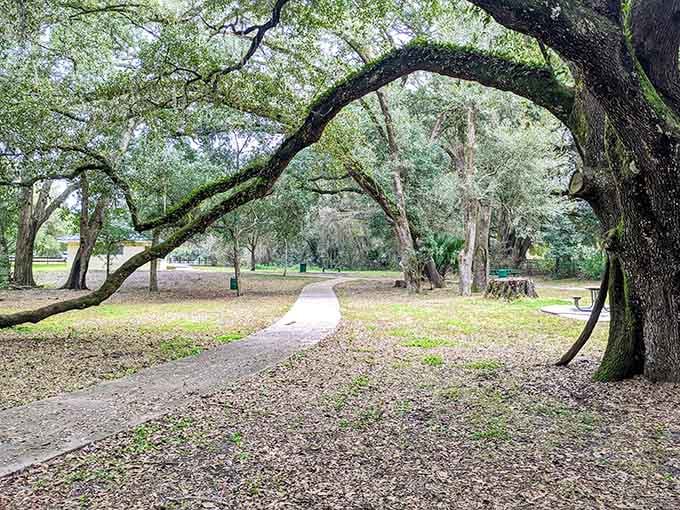 Majestic live oaks create natural archways that frame the trail, their twisted branches telling stories decades in the making.