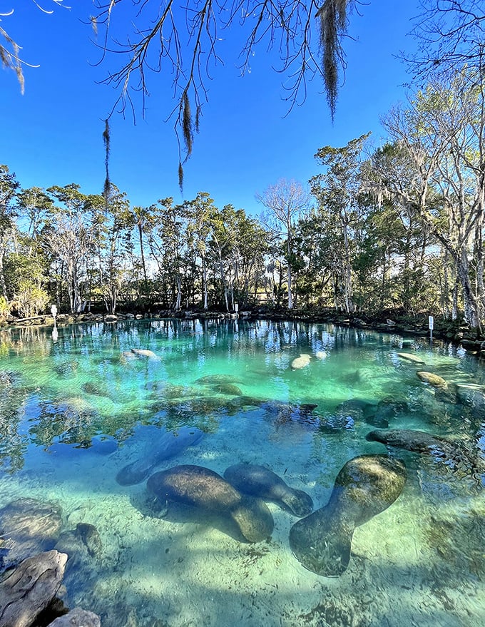 Three Sisters Springs dazzles with its otherworldly blue waters. During winter months, dozens of manatees pack this natural sanctuary seeking warmth.