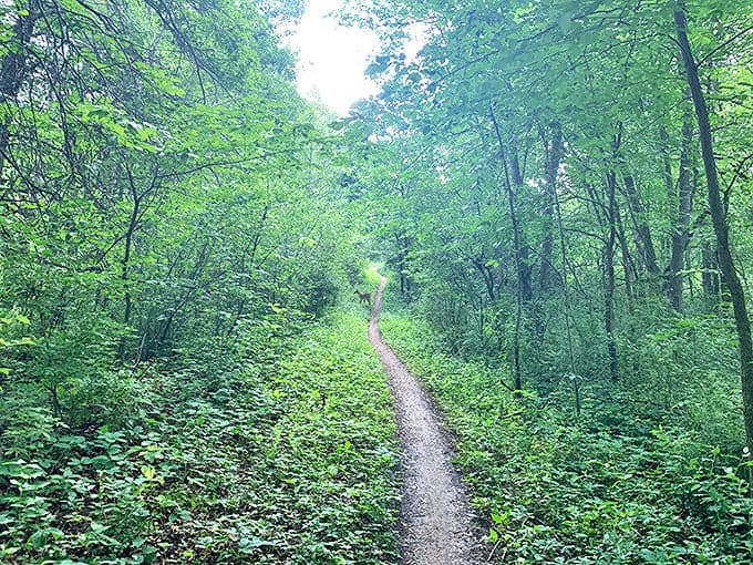 Winding forest trails beckon explorers &ndash; no GPS needed, getting pleasantly lost is part of the package.