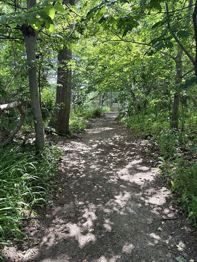 Dappled sunlight filters through the canopy, illuminating a woodland path that serves as the main thoroughfare for fairy village explorers.