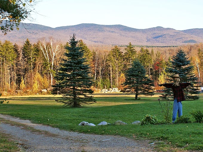 Towering sentinels stand guard over Ripton's forests, creating cathedral-like spaces where sunlight filters through in divine rays that photographers dream about.