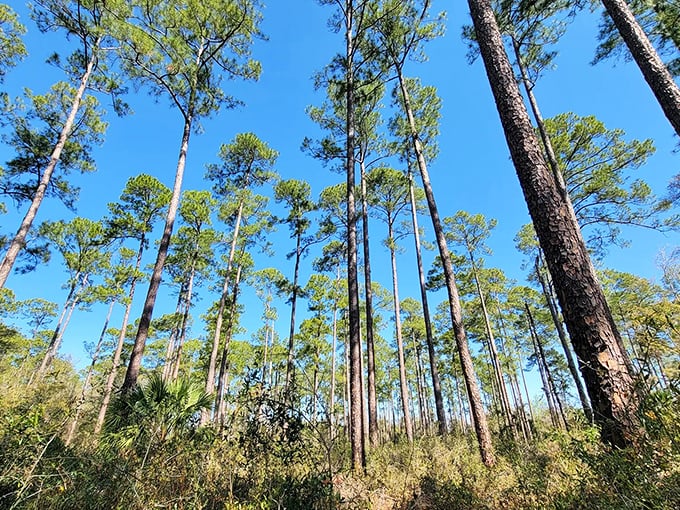 Towering pines create nature's cathedral along the trail, their slender trunks reaching skyward like pillars supporting heaven's blue dome.