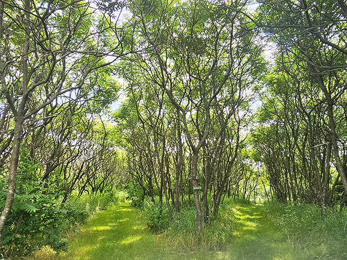 Nature creates its own cathedral here, where sunlight filters through branches that weren't even a concept when these fossils first formed.