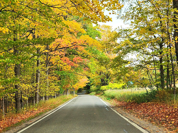 The trees along M-119 don their most vibrant outfits in autumn, creating a golden tunnel that feels like driving through liquid sunshine.