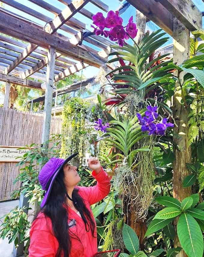 A visitor pauses to admire vibrant purple orchids draping from a wooden trellis, capturing the peaceful spirit of this tropical paradise.