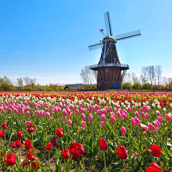 De Zwaan windmill stands tall amid a sea of tulips, bringing authentic Dutch heritage to Michigan's lakeshore.