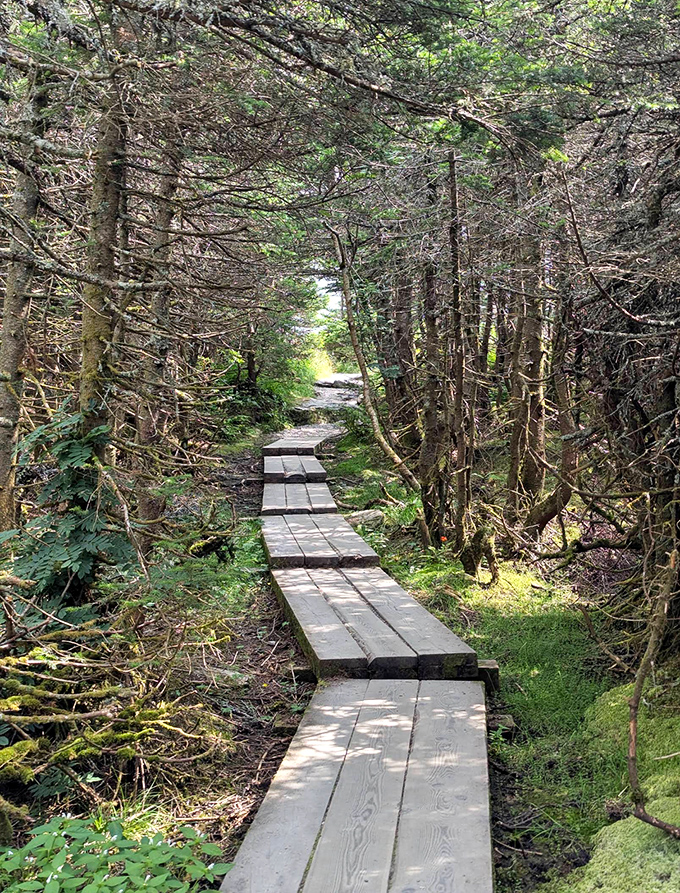 Nature's boardwalk invites hikers through a tunnel of spruce and fir, where dappled sunlight plays across the wooden path.