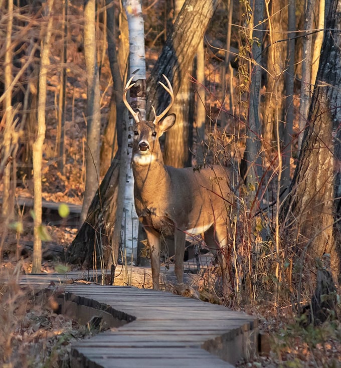 Wilderness meets wanderer: A majestic buck pauses on the trail, the forest's ambassador offering a rare moment of wild connection.