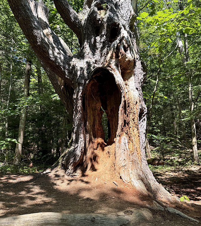 Nature's cathedral &ndash; this hollow ancient tree stands like a wise elder, offering shelter and sparking imagination for generations of visitors.