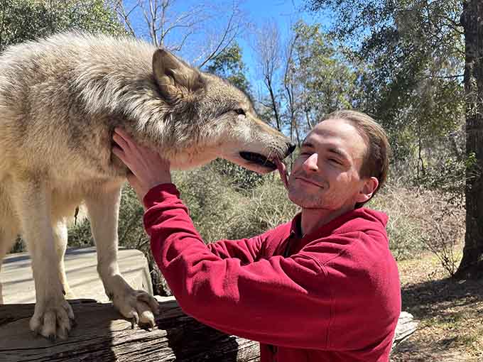 When a wolf trusts you enough for a gentle face-to-face moment, you realize Disney got the whole "beauty and the beast" thing backwards.