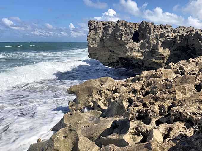 These limestone formations have been standing here for thousands of years, weathering storms like Florida's most patient residents.