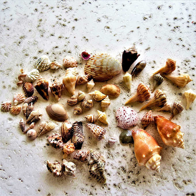 Seashells: Nature's jewelry box spilled open on the shore &ndash; each shell a tiny masterpiece with its own story of ocean journeys.