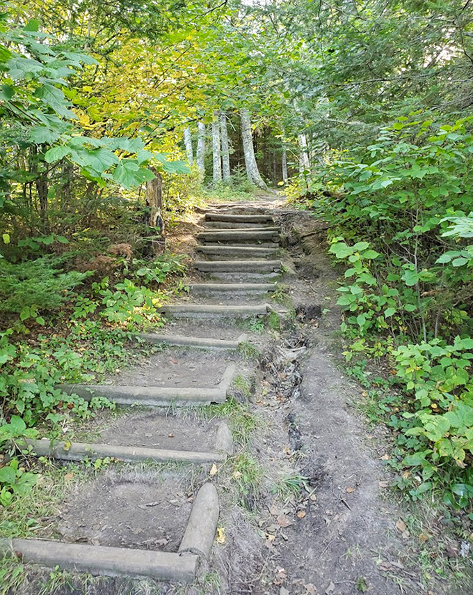 Nature's staircase invites adventurers upward, each step a journey deeper into the forest's ancient embrace.