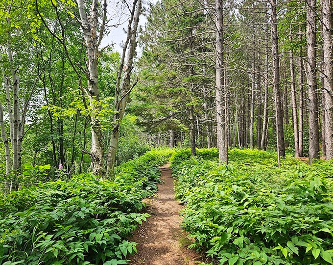 Sunlight filters through towering pines, creating nature's own light show on this serene woodland path that beckons adventurers forward.