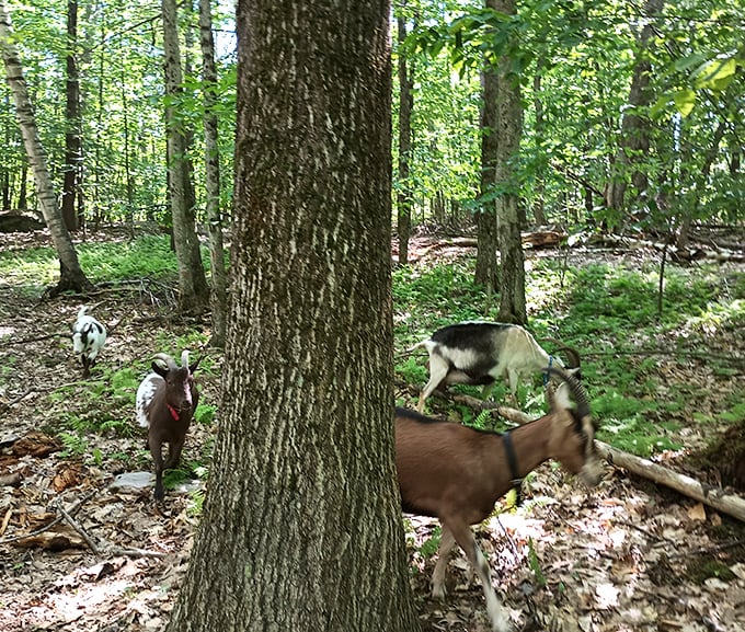 Curious goats navigate the forest floor, their natural browsing instincts on full display among fallen leaves and woodland treasures.
