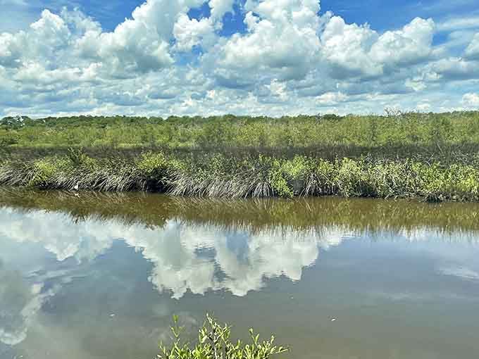Florida's wetlands reveal themselves along the Loop, reflecting clouds so perfectly you'll wonder which way is up in this watery wonderland.