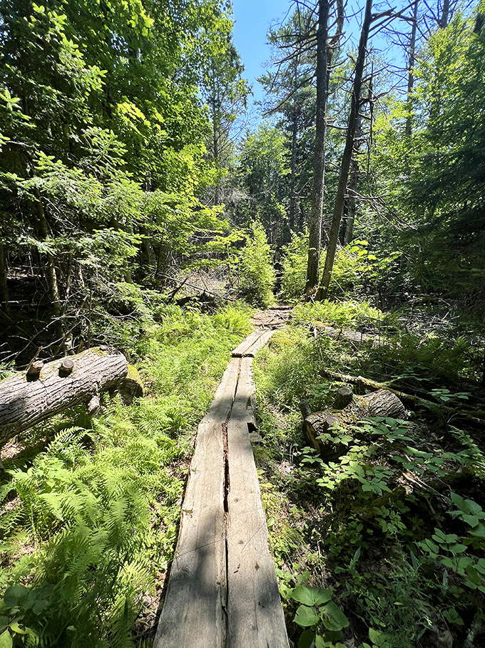 Nature's boardwalk beckons through a lush green wonderland &ndash; like walking through a fairy tale without the scary witch.