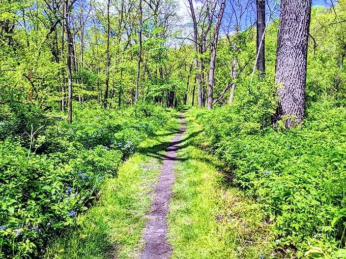 Spring brings a vibrant green awakening to Carley State Park's hiking trails, where wildflowers and lush vegetation create nature's perfect walking path.