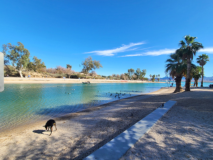 Palm trees sway along the sandy shores of London Bridge Beach, where Lake Havasu's crystal waters create a Caribbean-like oasis in the desert.