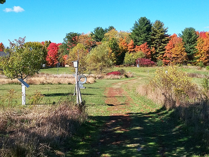 A winding trail invites exploration at Viles Arboretum, where fall's brilliant colors transform ordinary paths into extraordinary journeys through nature's art gallery.