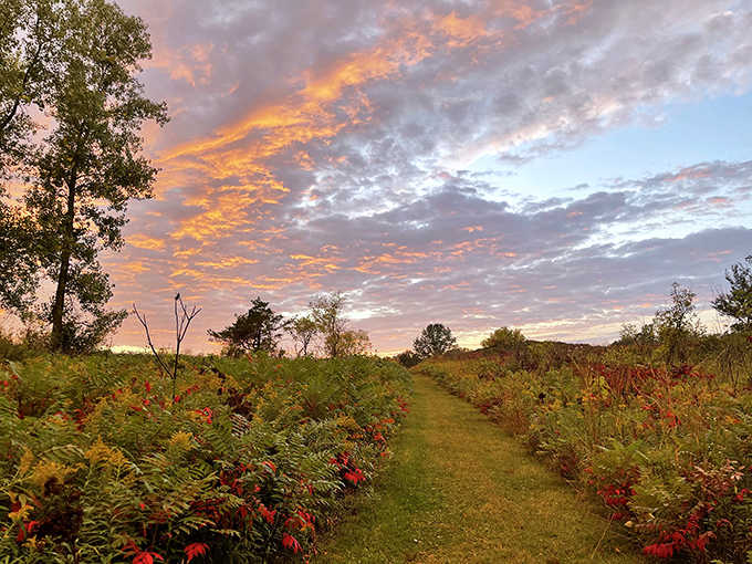 Sunset paints the sky in fiery hues at Frontenac State Park, where prairie grasses glow in the golden light.
