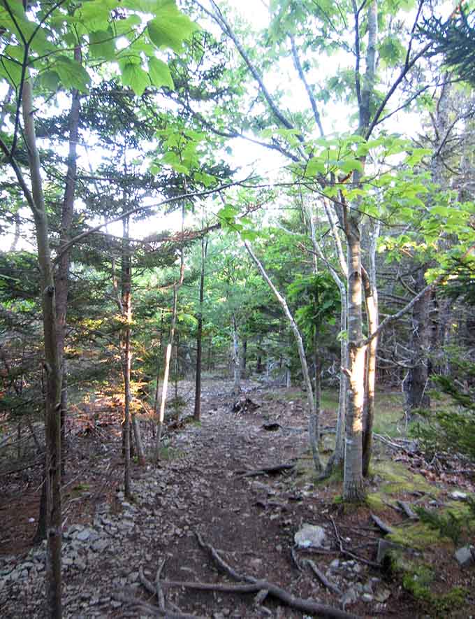 Nature's temporary bridge leads adventurers to Bar Island through a landscape of stones, seaweed, and tidal pool treasures.