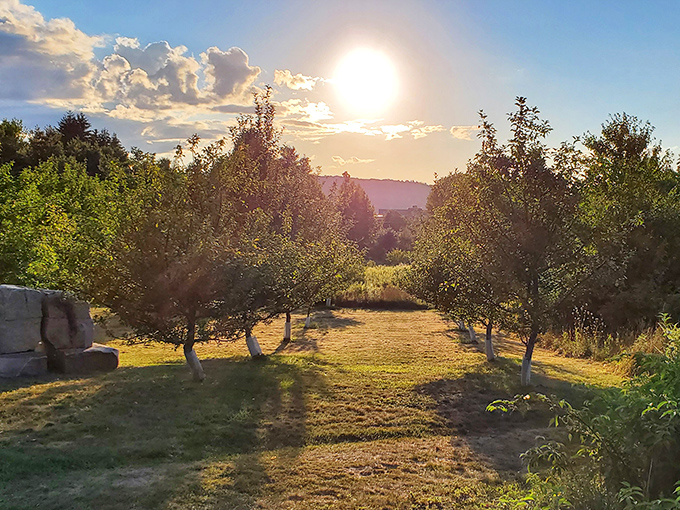 Golden hour at Viles Arboretum bathes the orchard path in warm light, creating a magical corridor between apple trees that seems to lead straight into the sunset.