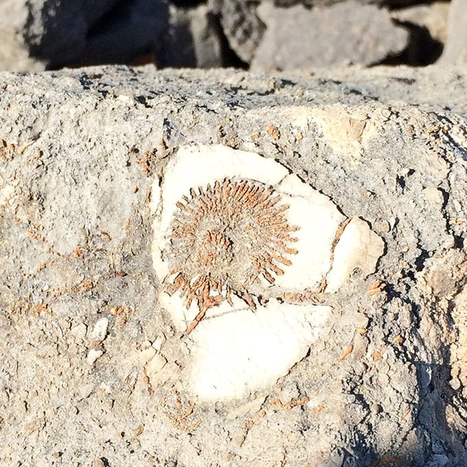 This spiral beauty once swam prehistoric seas &ndash; now it's a limestone-locked testament to life's remarkable persistence.