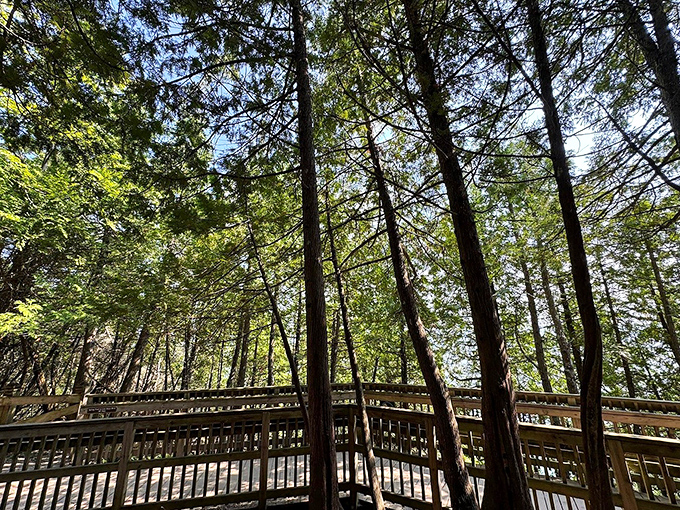 Sunlight dapples through towering cedars along the boardwalk, creating a peaceful approach that builds anticipation for the main event.