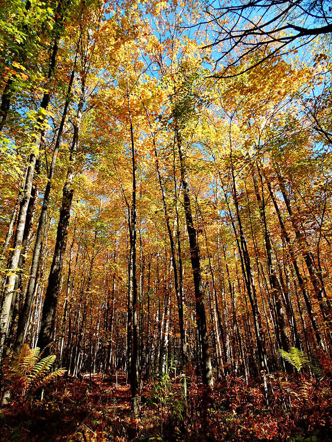 Autumn in Ripton transforms ordinary trees into extraordinary works of art &ndash; Mother Nature's annual masterpiece that makes even non-hikers reach for their walking shoes.