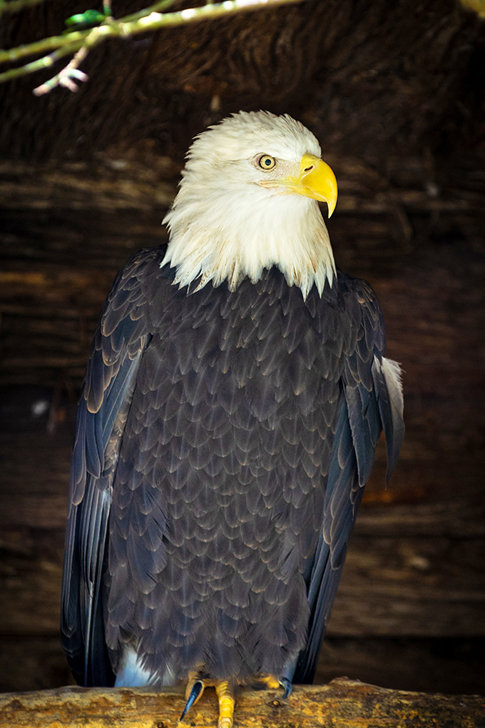 America's feathered ambassador &ndash; this bald eagle's piercing gaze could make anyone stand a little straighter.