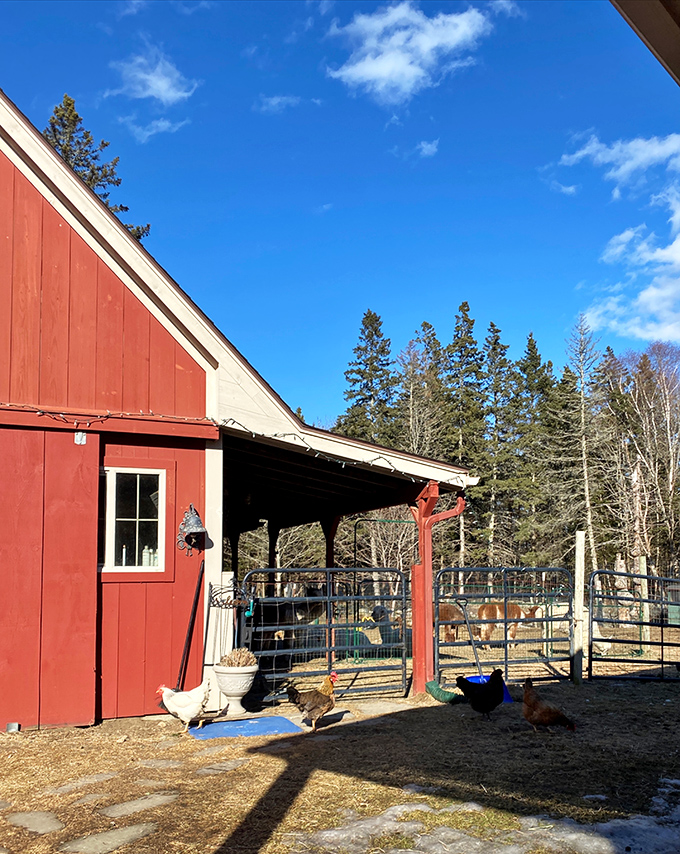 A red barn that houses more personality per square foot than most Hollywood parties I've attended.