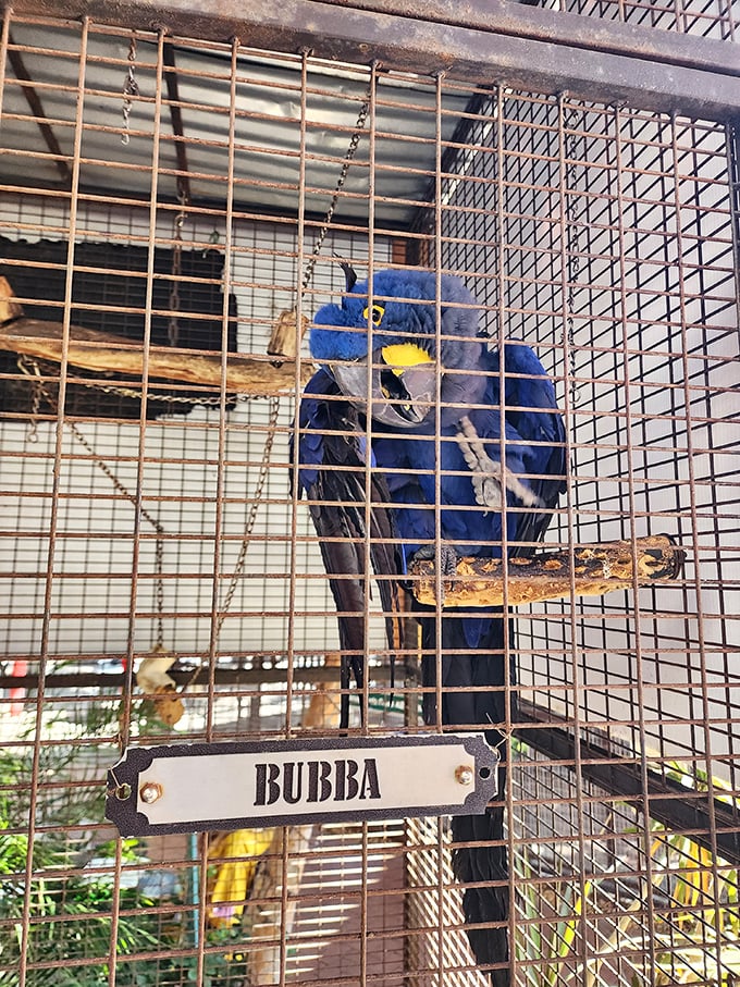 Bubba the blue macaw surveys his domain with regal intensity, perhaps judging your beer selection from behind his name-tagged enclosure.
