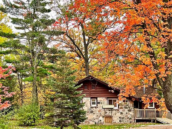 Rustic charm meets woodland comfort in these cabins, where the morning coffee tastes better with a side of pine-scented air.