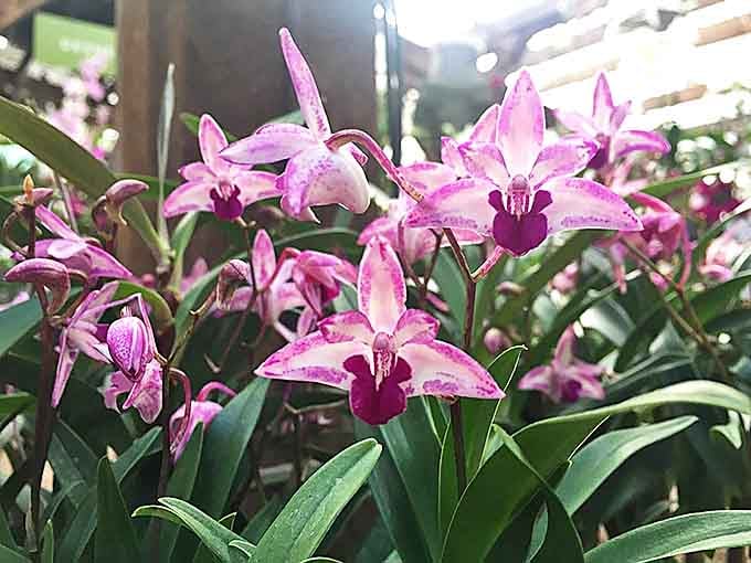 These delicate pink and purple orchids bloom with spectacular detail, showcasing the incredible variety of exotic flora found throughout the grounds.