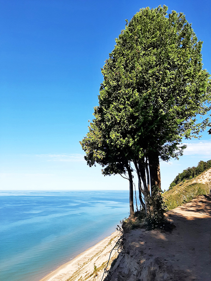 This sentinel evergreen stands guard at the edge of eternity, framing Lake Michigan's endless blue canvas.
