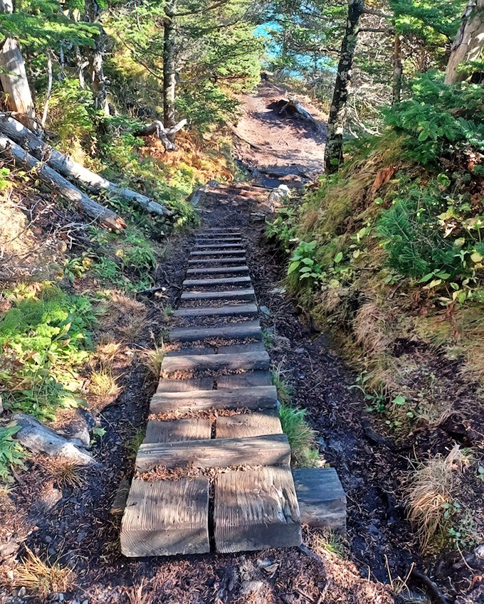 Step by wooden step: This rustic trail invites hikers to venture deeper into the coastal forest, where surprises await around every bend.