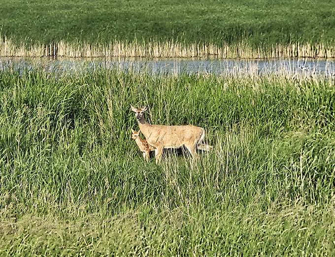 Dinner date interrupted! This deer pauses mid-meal in Shiawassee's tall grasses, the perfect "caught in headlights" moment minus the headlights.