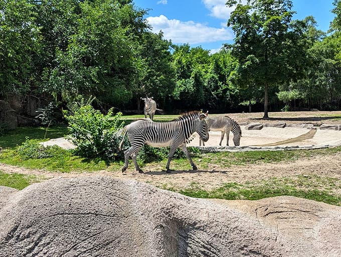 Zebras lounging in their spacious habitat prove that nature's boldest fashion choice, the stripe, never goes out of style no matter the season or trend.