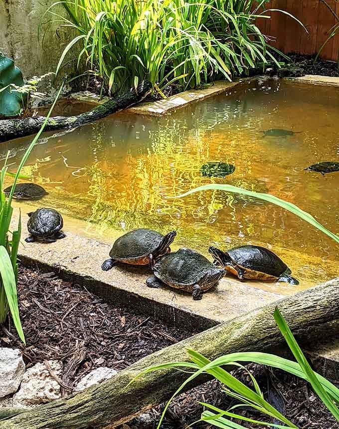 These turtles have the right idea: find a sunny spot, relax, and let the world rush by without you.