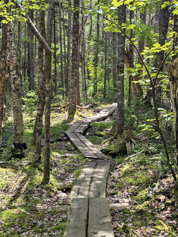 Nature's boardwalk: This wooden path through Cutler's lush forest feels like walking through the opening sequence of a fantasy film.