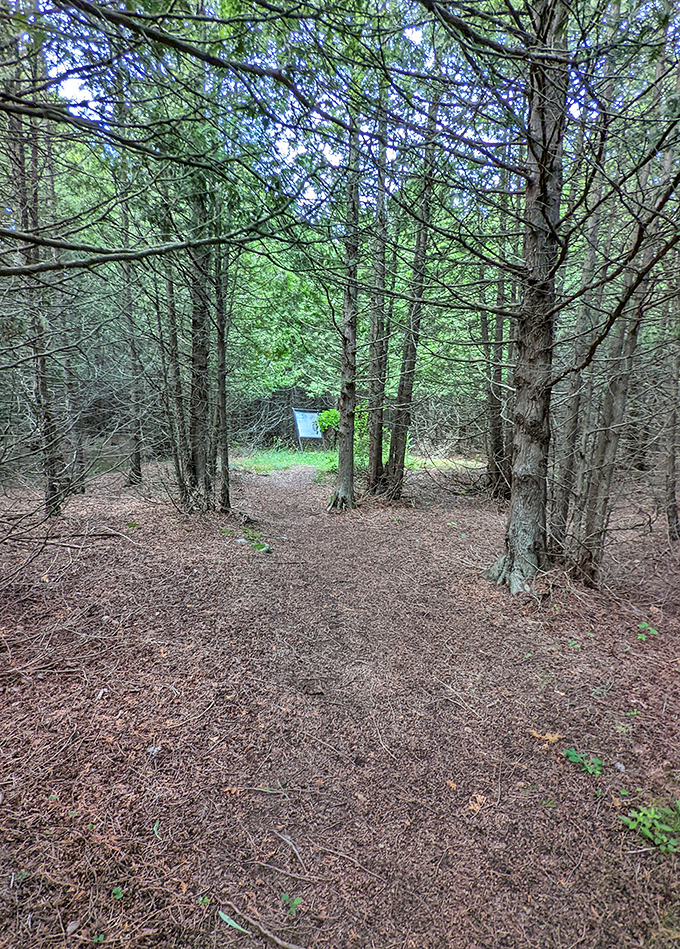 Wandering these pine-scented trails, you're literally walking through chapters of Earth's biography, each step crossing millions of years.