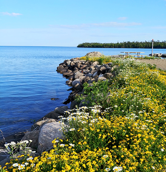 Wildflowers dance along Grand Portage's shoreline, nature's own welcome committee greeting visitors to Minnesota's northernmost harbor.